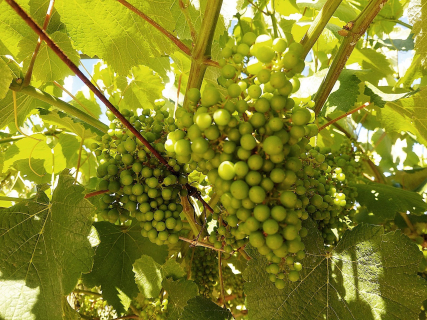 They ask for maximum vigilance of mildew in vineyards of Pontevedra ...