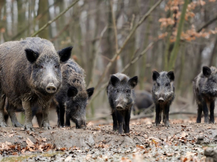 Madrid tightens control of wild boar and renews hunting law | Demócrata